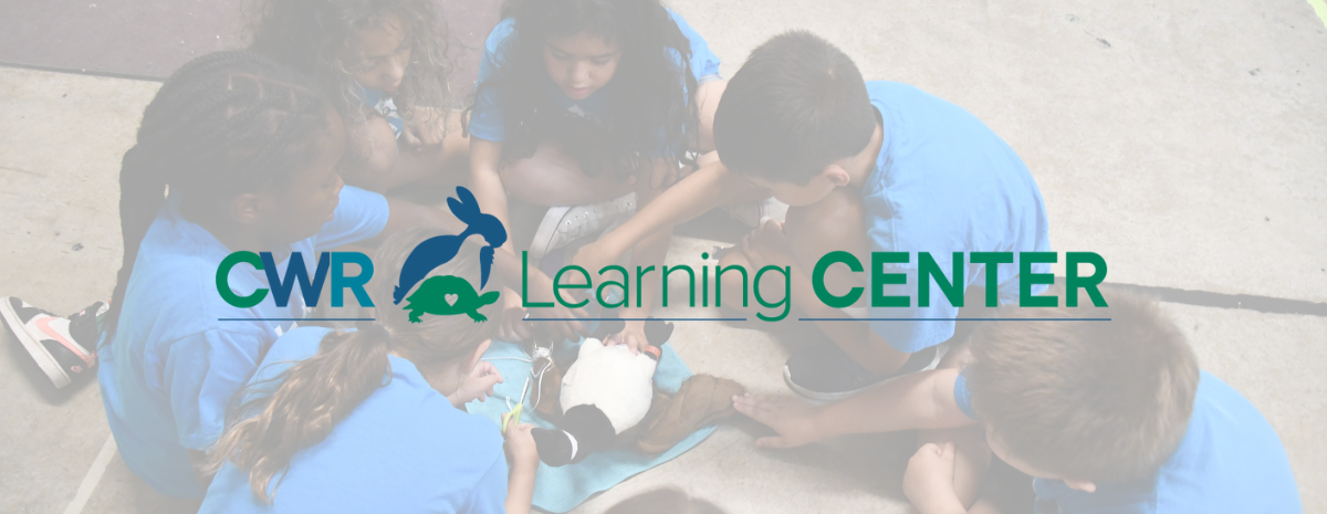 Junior Wildlife Rescuers Day Camp